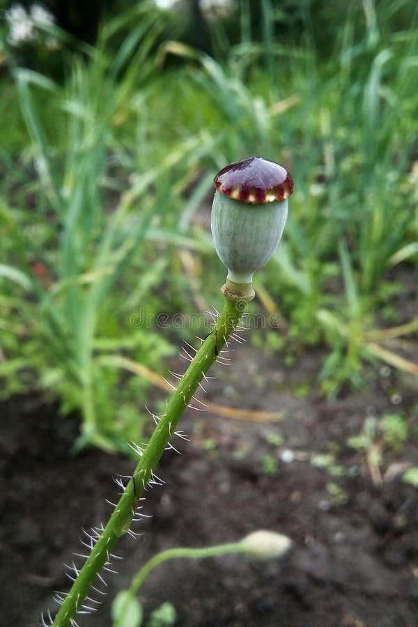 Bald Poppy with Water on it Stock Image - Image of water, bald: 220353735