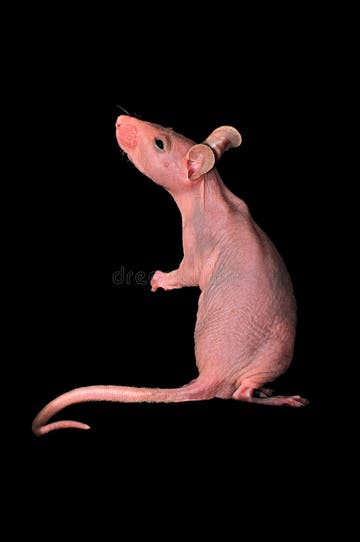 The bald rat stock photo. Image of moustaches, tail, bald - 6557854