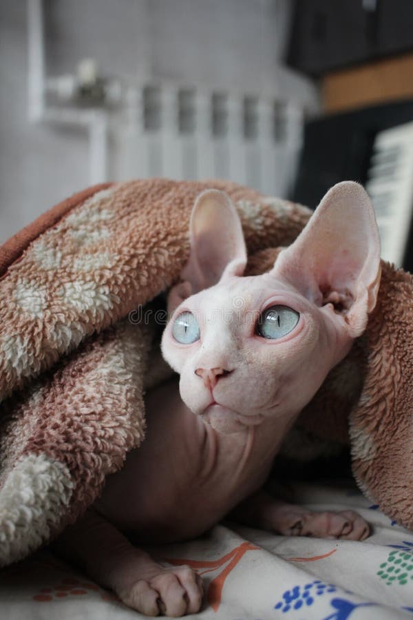 A Bald Sphinx Cat is a Hairless Animal Basking in a Blanket from the ...