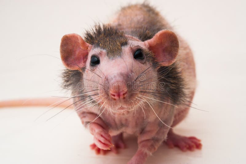 Hairless rat stock photo. Image of brown, look, funny - 19475052