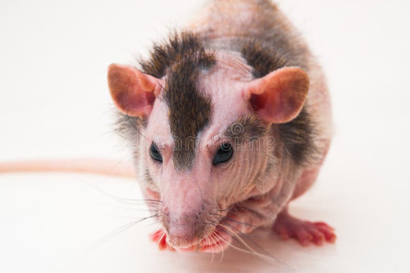 Sphynx Breed Rat White Background Stock Photos - Free & Royalty-Free ...