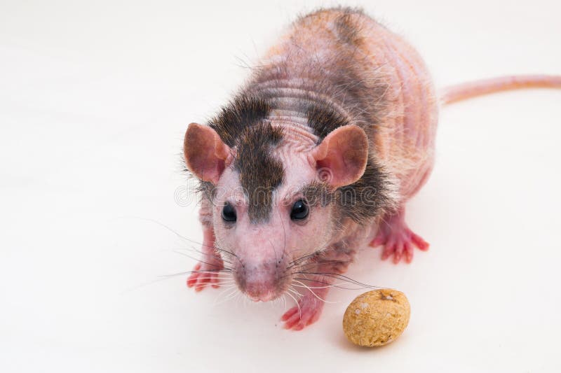 Sphynx Breed Rat White Background Stock Images - Download 66 Royalty ...