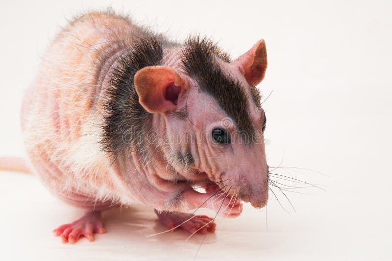 Hairless rat stock photo. Image of brown, look, funny - 19475052