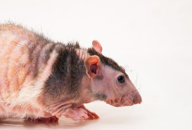 122 Sphinx Rat Stock Photos - Free & Royalty-Free Stock Photos from ...