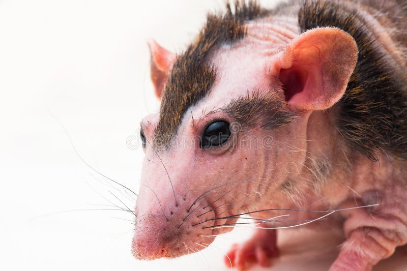 Hairless rat stock photo. Image of culture, hairless - 71690070