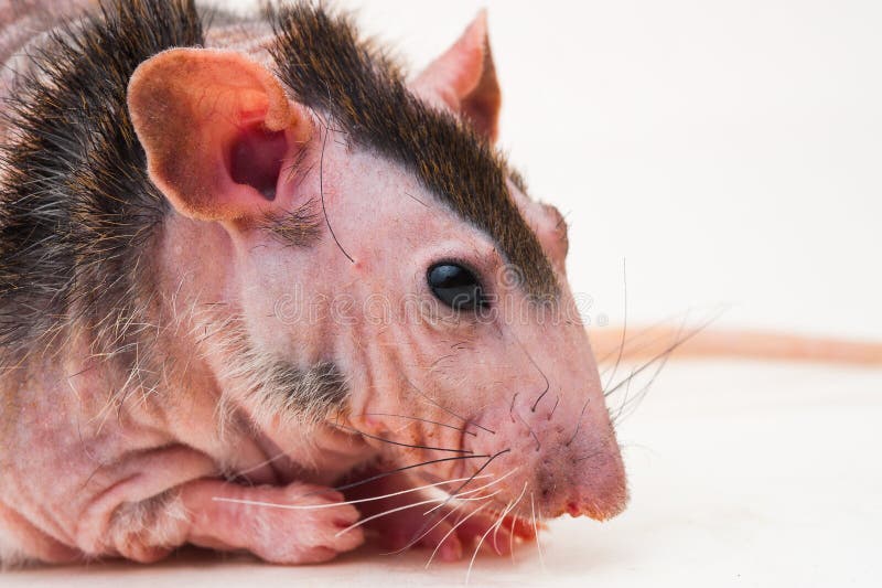 Hairless rat stock photo. Image of culture, hairless - 71690070
