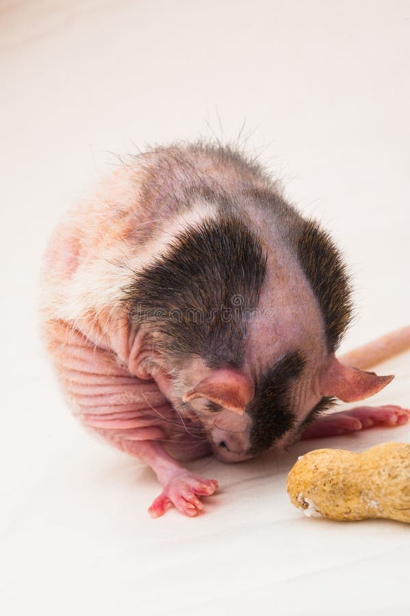 Sphynx Breed Rat White Background Stock Images - Download 66 Royalty ...