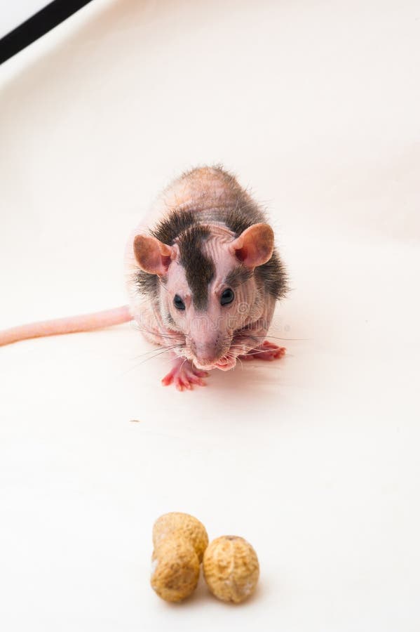 Sphynx Breed Rat White Background Stock Images - Download 66 Royalty ...