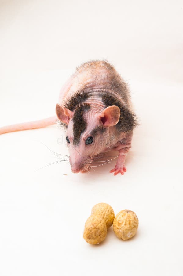 Hairless Rat Stock Photos - Download 300 Royalty Free Photos
