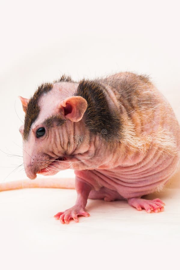 Hairless rat stock photo. Image of brown, look, funny - 19475052