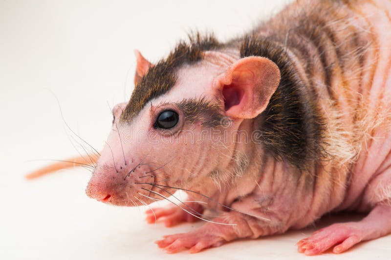 761 Bald Rat Photos - Free & Royalty-Free Stock Photos from Dreamstime