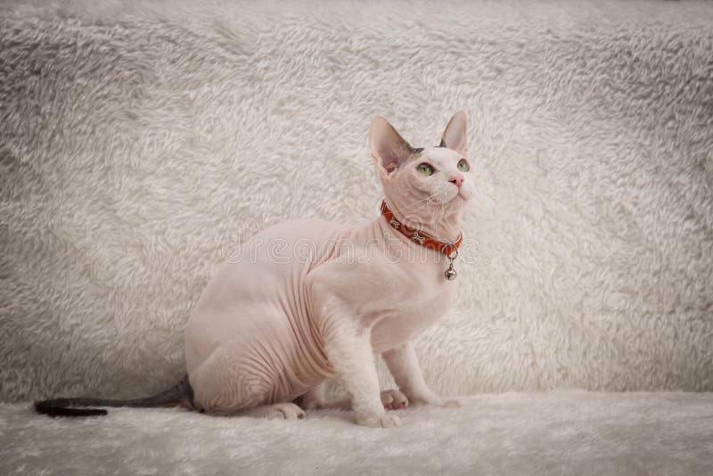Bald Sphynx cat on a sofa stock image. Image of mammal - 190771969