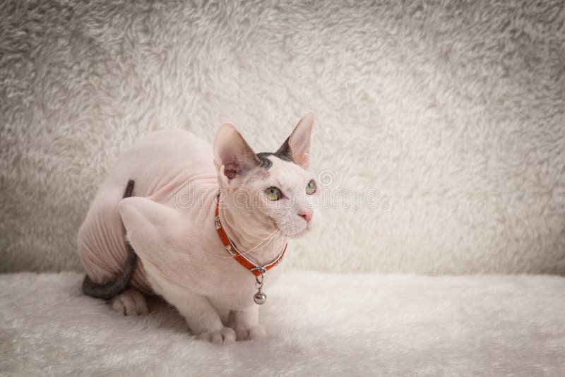 Bald Sphynx cat on a sofa stock image. Image of hairless - 190771991