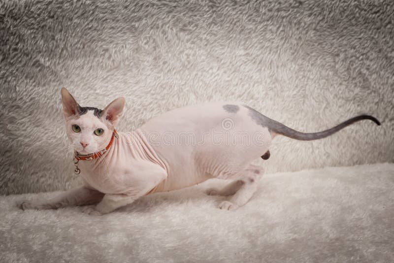Bald Sphynx cat on a sofa stock photo. Image of cute - 191189472