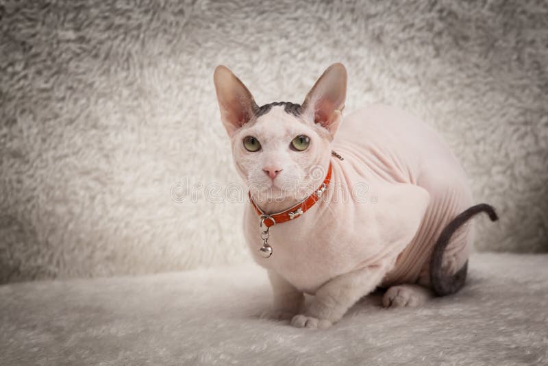 Bald Sphynx Cat. Naked Cat Squinted on Black Stock Photo - Image of ...