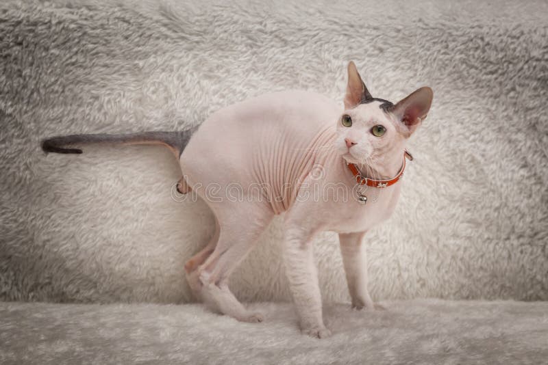 Bald Sphynx cat on a sofa stock image. Image of white - 190788811