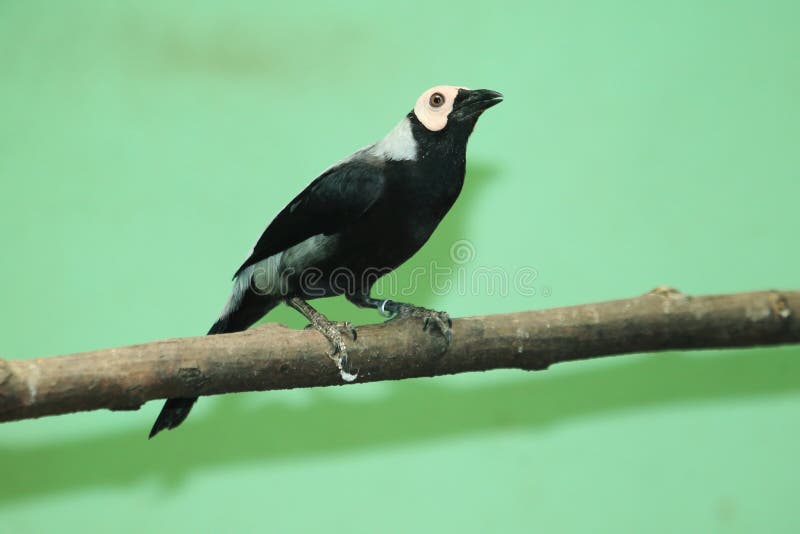 Coleto Starling, Sarcops Calvus, Black Bird in the Forest Habitat ...