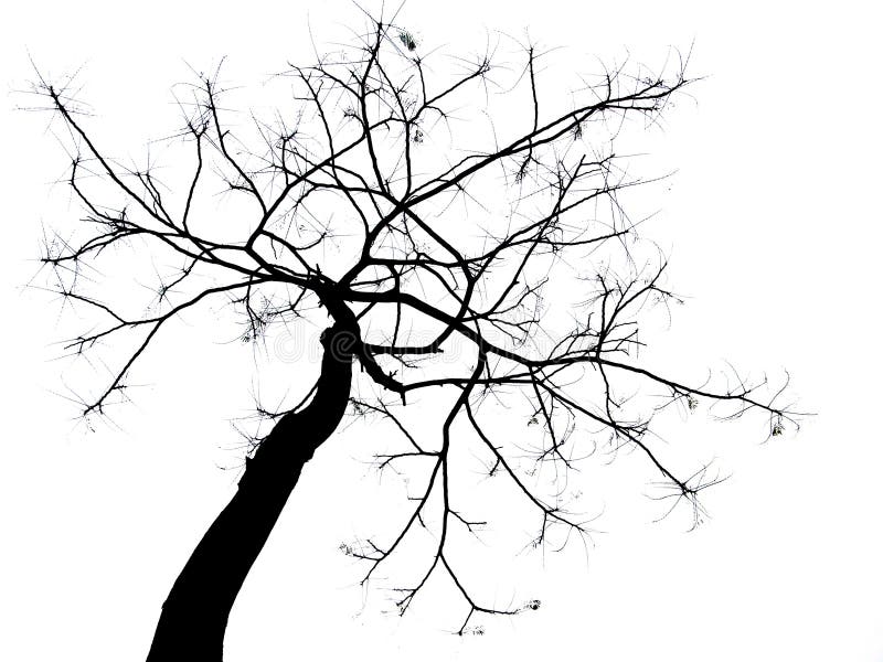 Bald tree stock image. Image of leaf, bare, tree, winter - 12797357