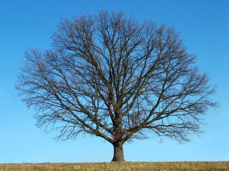 Bald tree stock image. Image of tree, november, field, autumn - 430997