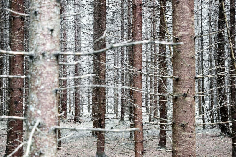 Bald Tree Trunks in Forest in Winter Stock Image - Image of pattern ...