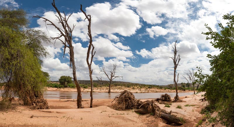 Bald Trees on the Bank of a River Stock Image - Image of lake, river ...