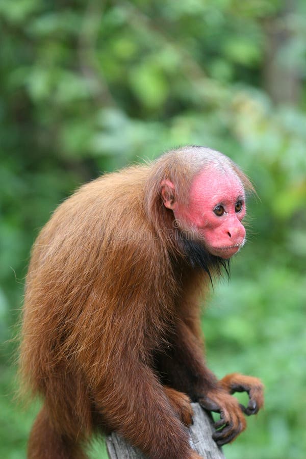 Bald Uakari stock image. Image of brazil, jungle, animal - 39682421