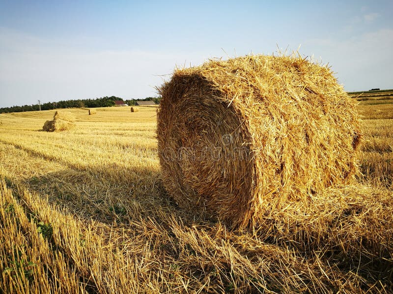 Bale stock photo. Image of countryside, field, country - 97862340