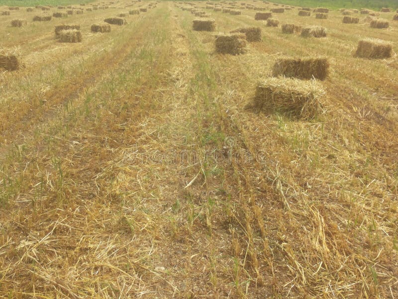 Bale of grass stock photo. Image of bale, color, agriculture - 72904278