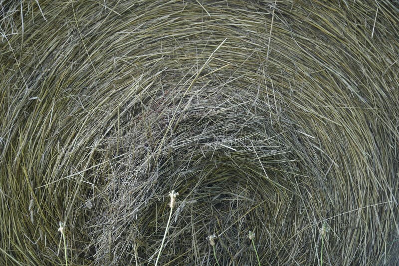Bale of Hay - Close-up Photograph Stock Image - Image of yellow ...