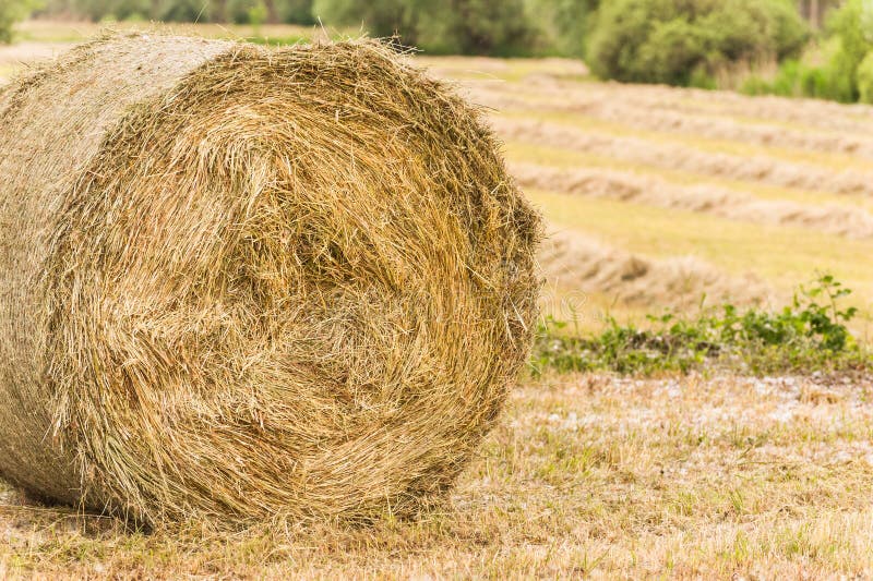 Bale of hay stock image. Image of countryside, nature - 54634177