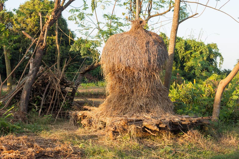 Bale of hay stock photo. Image of quaint, outdoors, traditional - 80475500
