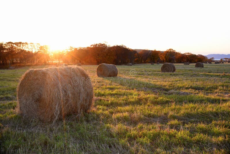 Bale of Hay in the Field in Autumn Time. Sunset, Copy Space Stock Photo ...
