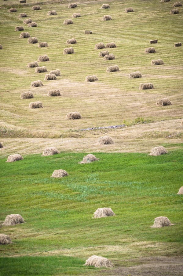 Bale of Hay stock image. Image of barley, landscaped - 56597169