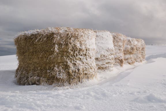 Bale of hay on the snow stock photo. Image of cold, colors - 12447414