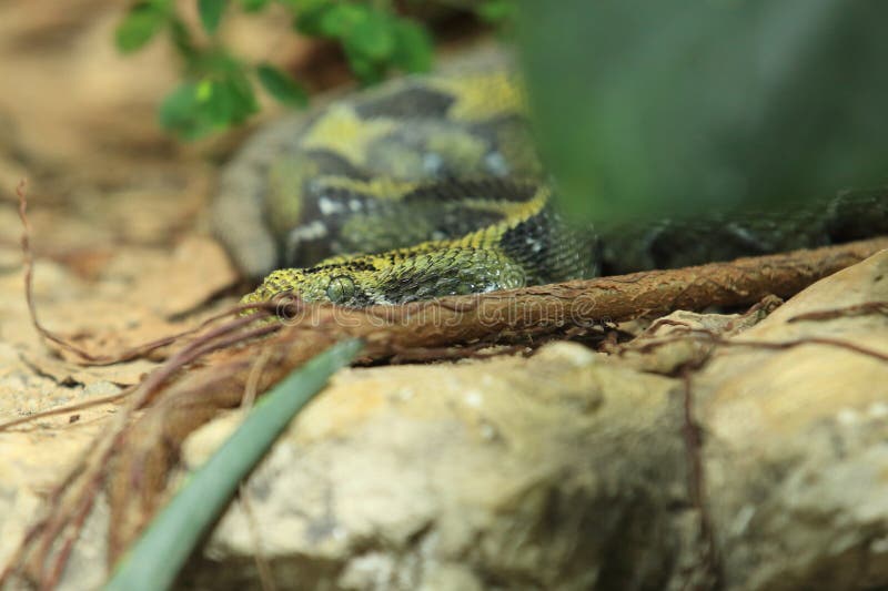 Bale Mountains adder stock photo. Image of mountain - 271685830