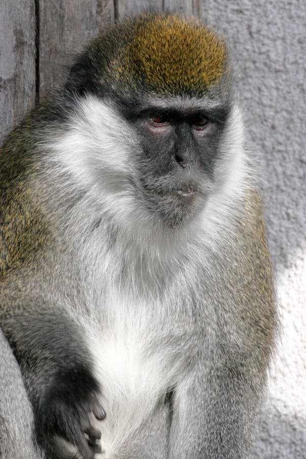Bale Mountains Vervet, Cercopithecus Djamdjamensis, is a Rare Monkey ...