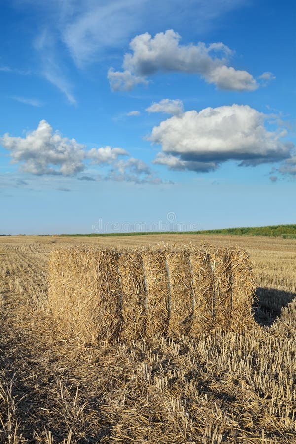 Bale of Packed Straw after Harvest in Field Stock Photo - Image of farm ...