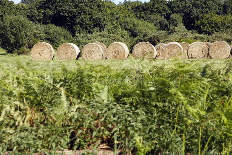 Bale of straw stock photo. Image of cote, tree, brittany - 76352034