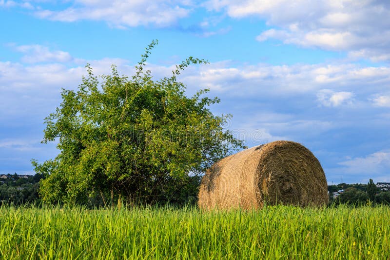 A Bale of Straw in a Roll on Green Grass Next To a Tree Against a ...