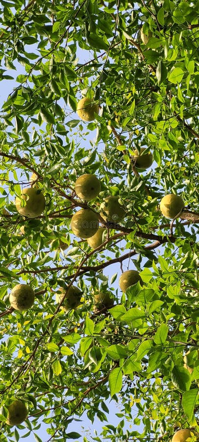 Bale tree village stock image. Image of madhay, village - 269215103