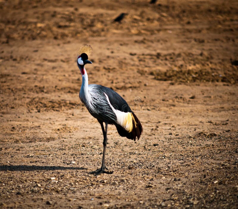 Balearica . stock photo. Image of beauty, conservation - 22404022