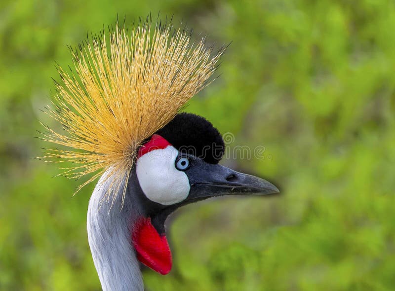Balearica regulorum stock image. Image of foraging, bird - 160536703