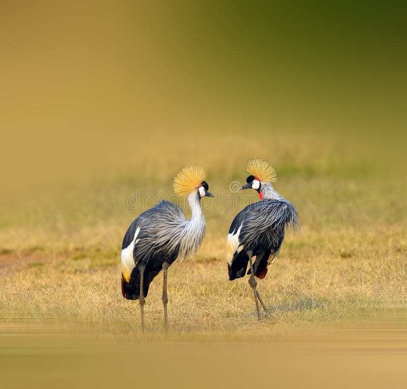 Balearica regulorum stock photo. Image of forest, grassland - 160536744