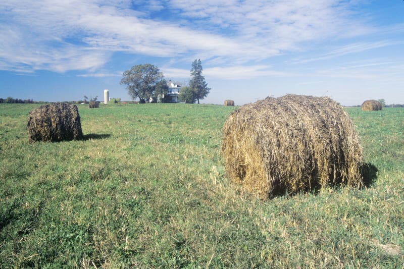 Baled hay in field editorial stock image. Image of food - 26254449