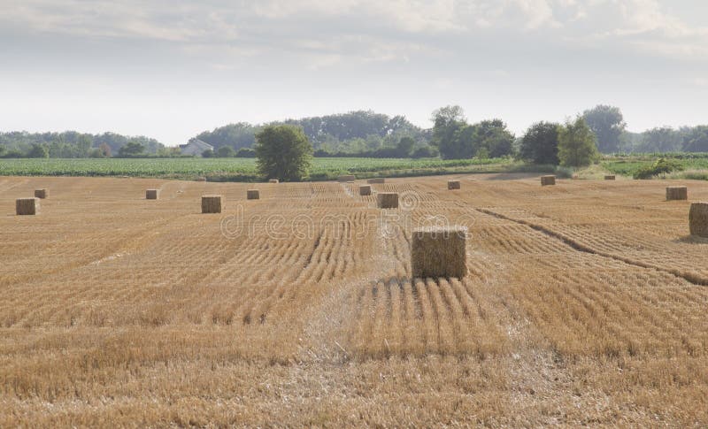 Baled Hay on a Farm in the Palouse Hills Stock Photo - Image of america ...