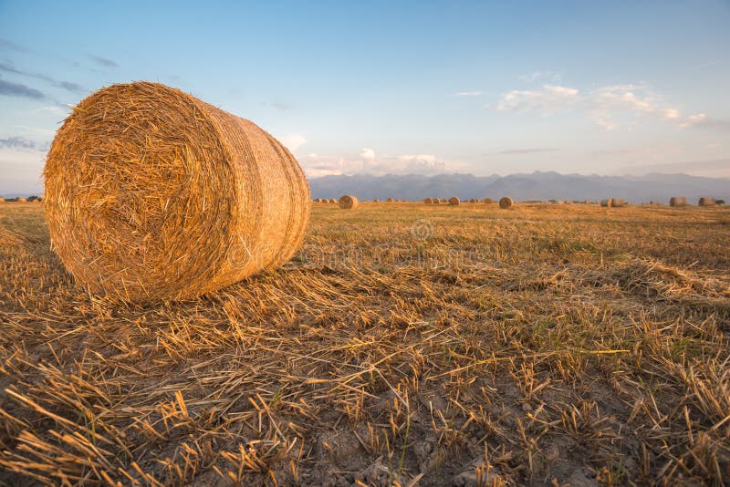 A Cut and Baled Hay Meadow in East Texas Stock Image - Image of barley ...