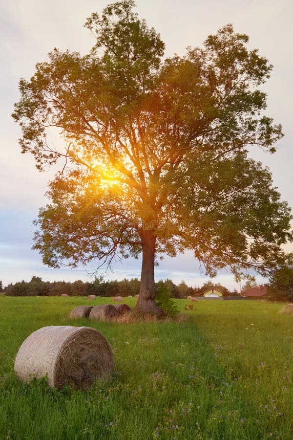 A Cut and Baled Hay Meadow in East Texas Stock Image - Image of barley ...