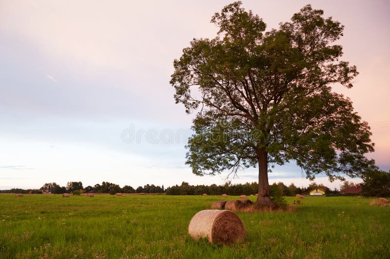 A Cut and Baled Hay Meadow in East Texas Stock Image - Image of barley ...