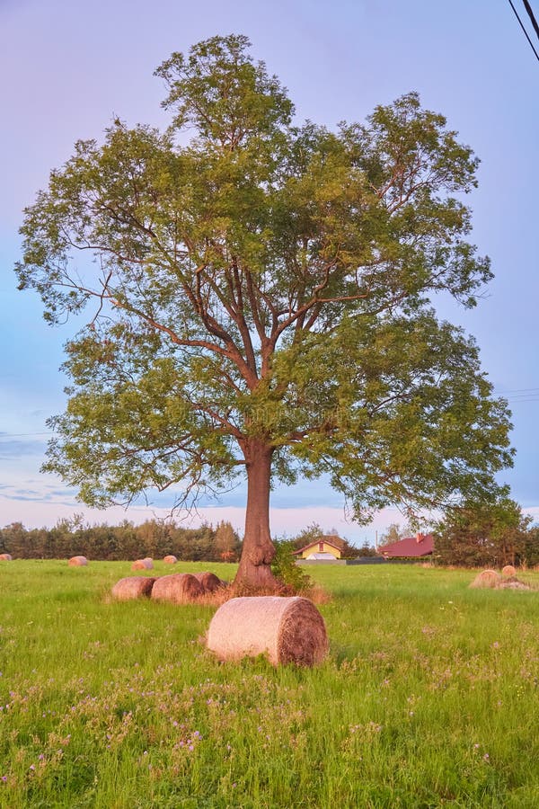 A Cut and Baled Hay Meadow in East Texas Stock Image - Image of barley ...