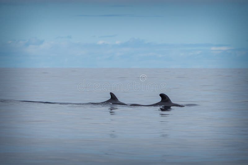 Baleen whale in the sea stock photo. Image of wildlife - 260865062